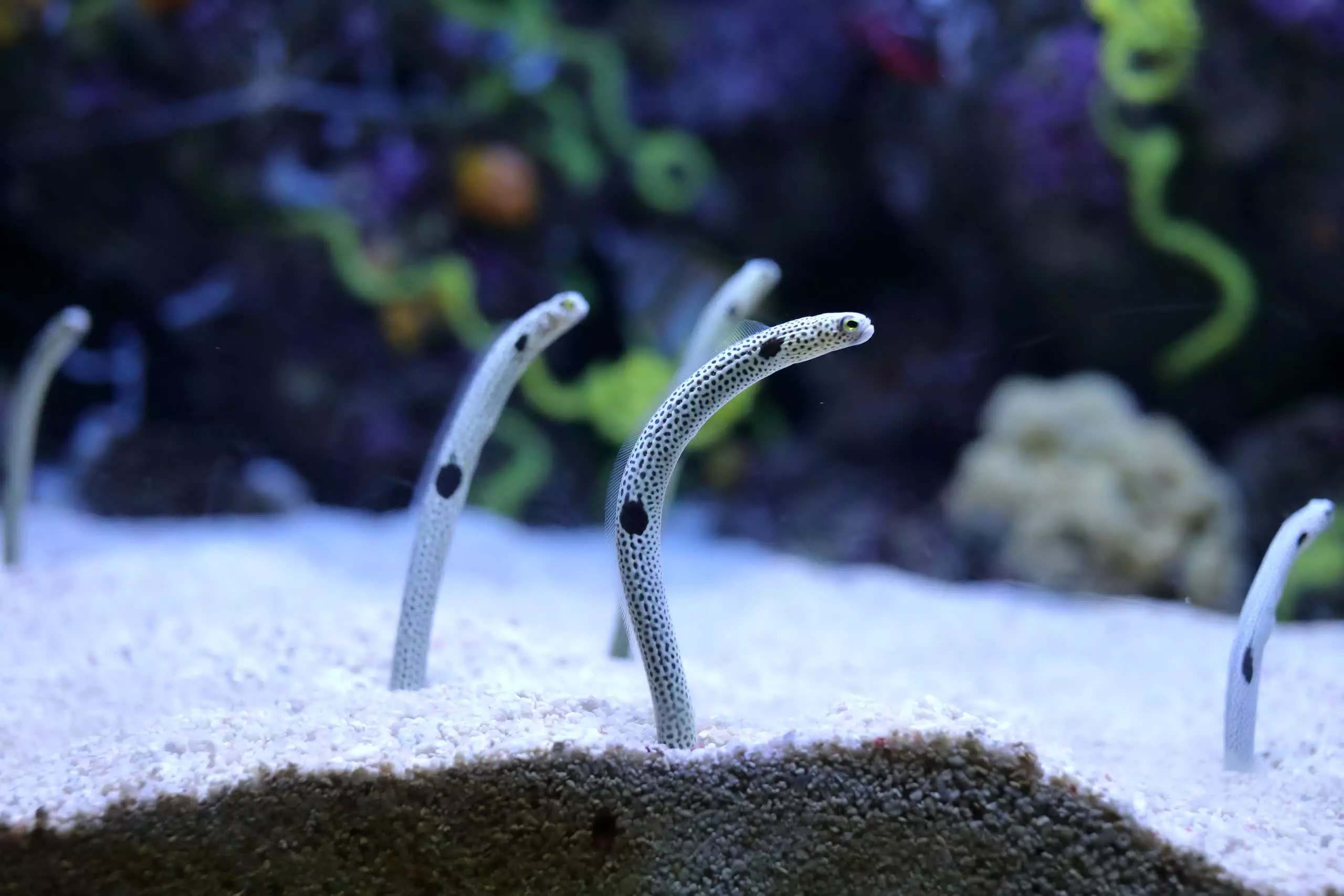 Un centro de datos japonés está utilizando calor residual para criar anguilas