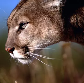 Faigheann Mountain Lion stádas máistir óir, atá ar fáil d'fhorbróirí 58344_1